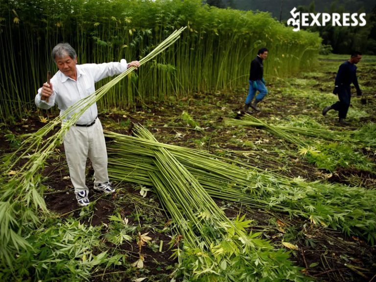 Hemp là gì? Nguồn gốc và ứng dụng của hemp trong đời sống | 35Express